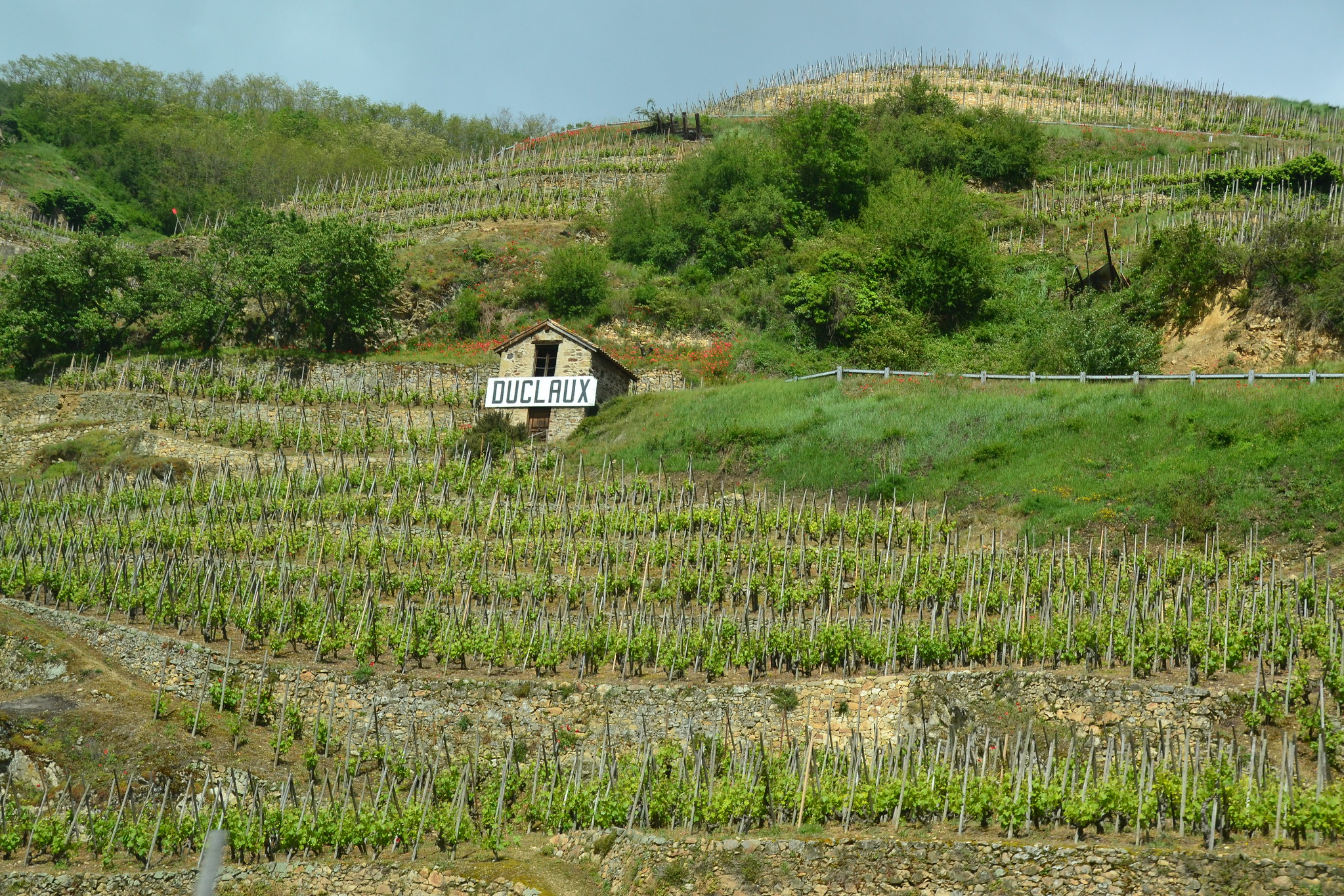 Wine 101: The Northern Rhone | Outside The Wine Box